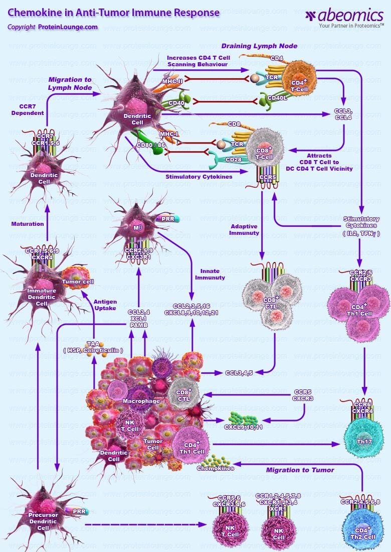 Chemokine in Anti-Tumor Immune Response